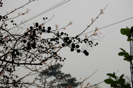 树梢图片素材-编号24115443-图行天下